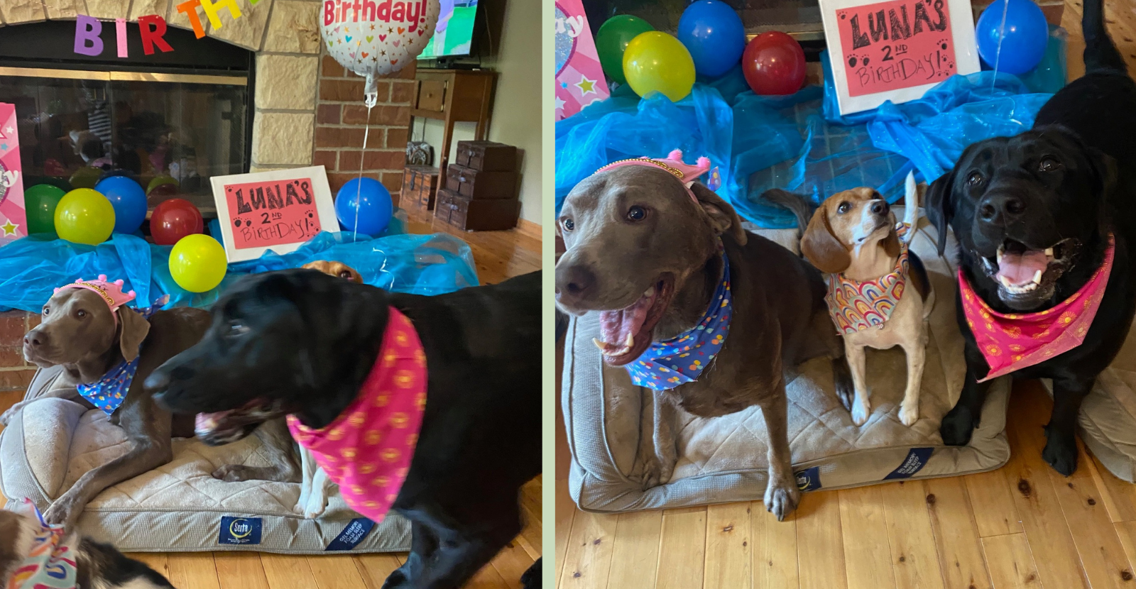 10 Ways to Celebrate Your Dog’s Birthday | Parnell Paws Blog - Australia