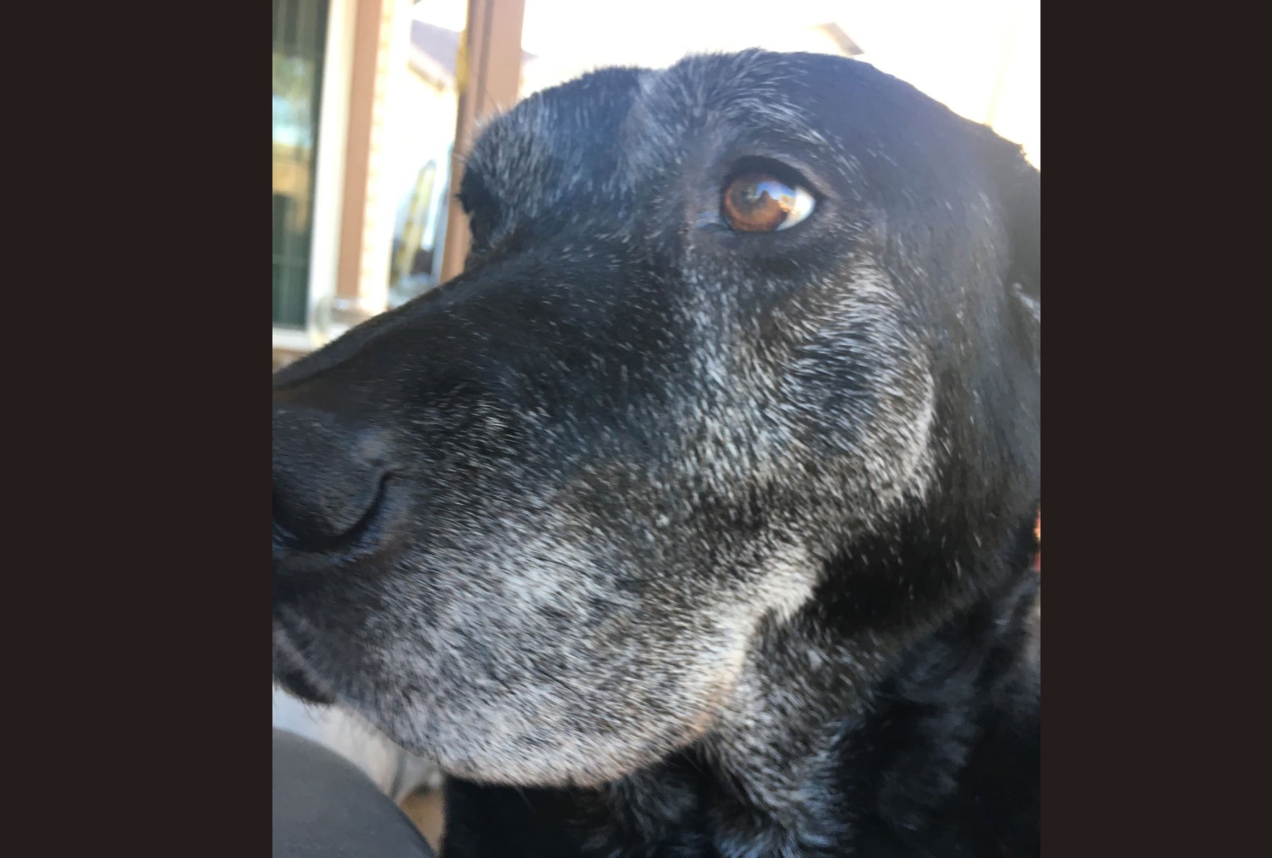 Rocky the Loveable Lab
