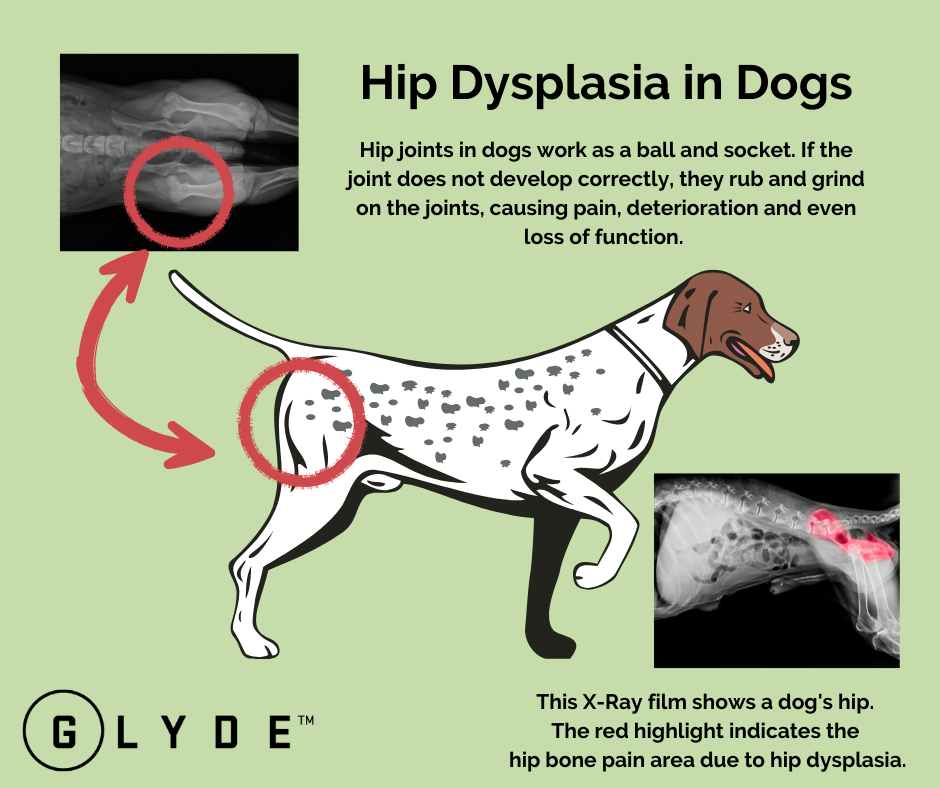 How Can You Tell If Your Dog Has Hip Dysplasia? 10 Warning Signs You ...