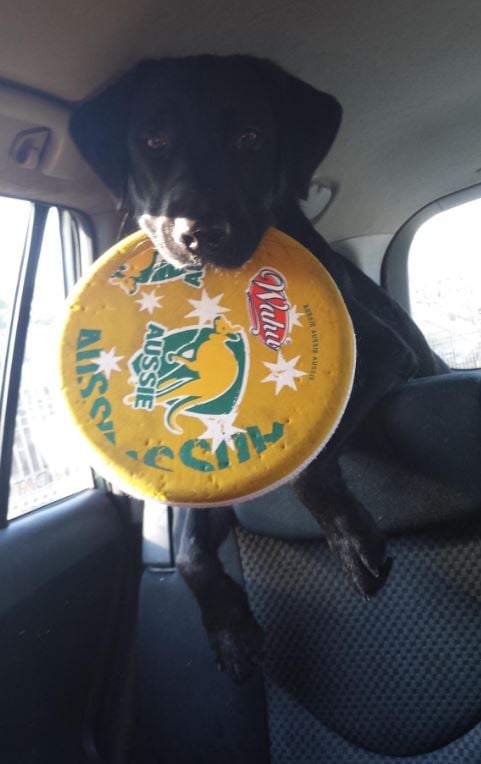 Glyde Helps Jack's Shoulder