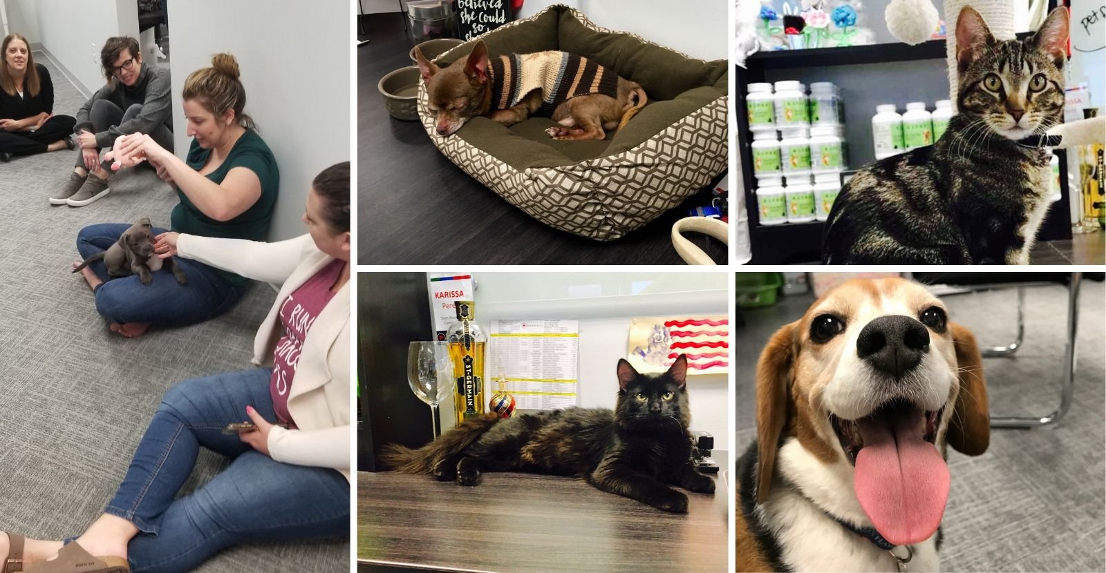 Benefits of Pets in the Workplace