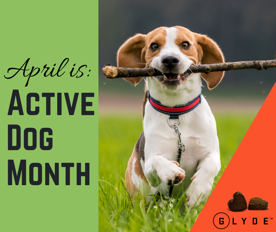Active Dog Month: Keys to Walking Your Dog