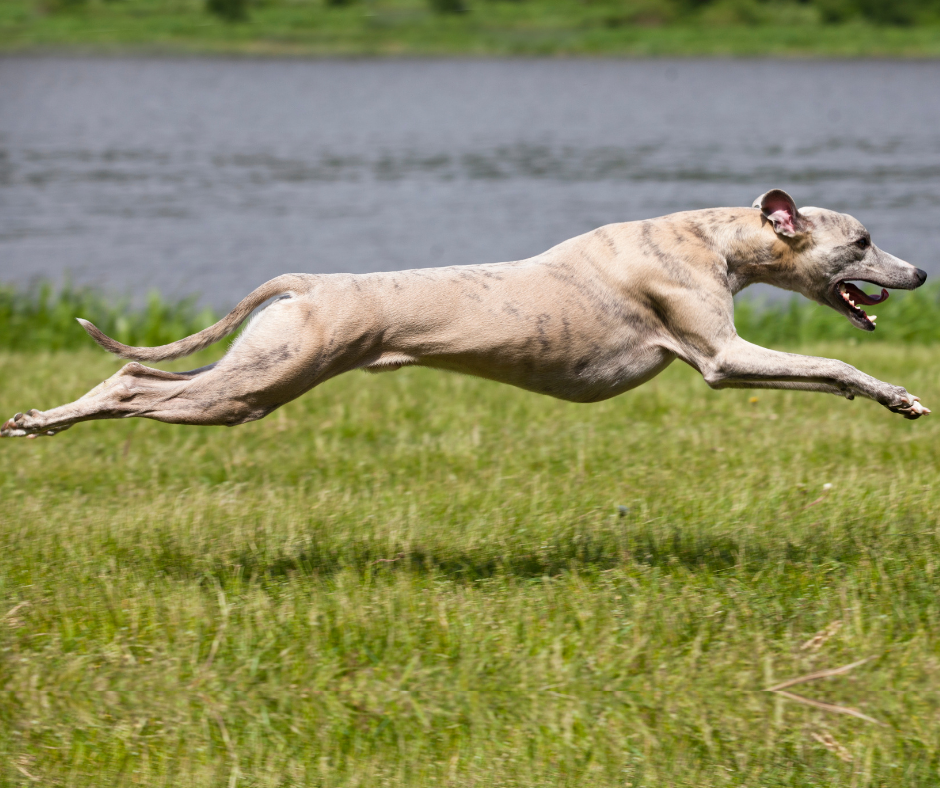 Top 10 Most Active Dog Breeds
