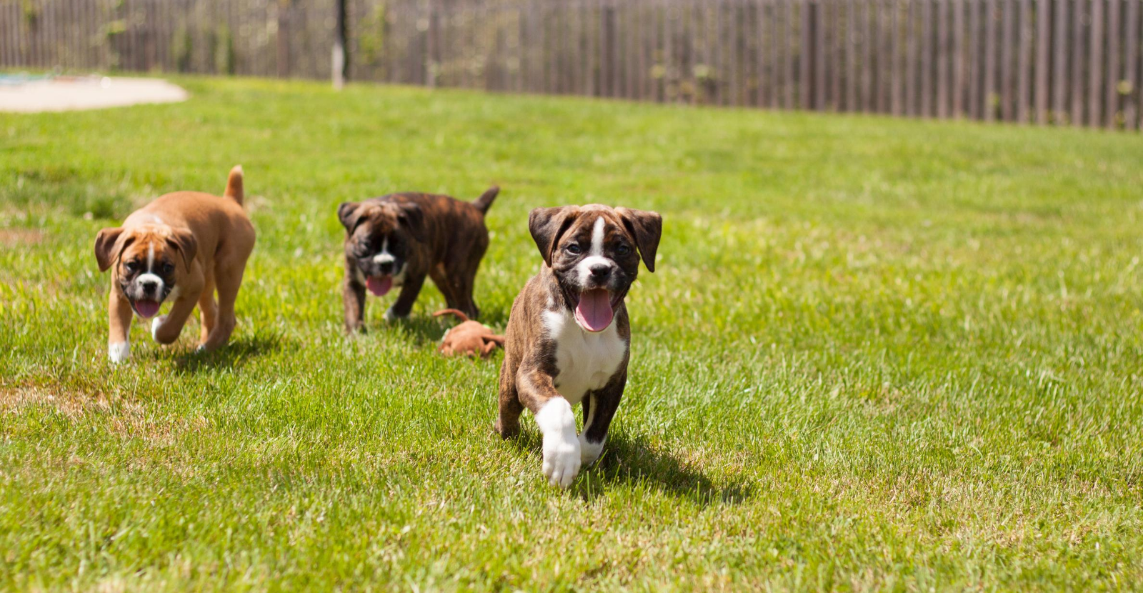 Boxers Always Active & Often At Risk for Arthritis
