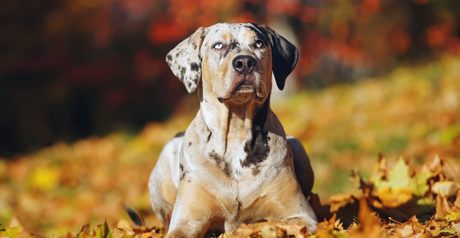 What are Catahoula Leopard Dogs? Beauty, Health and At Risk