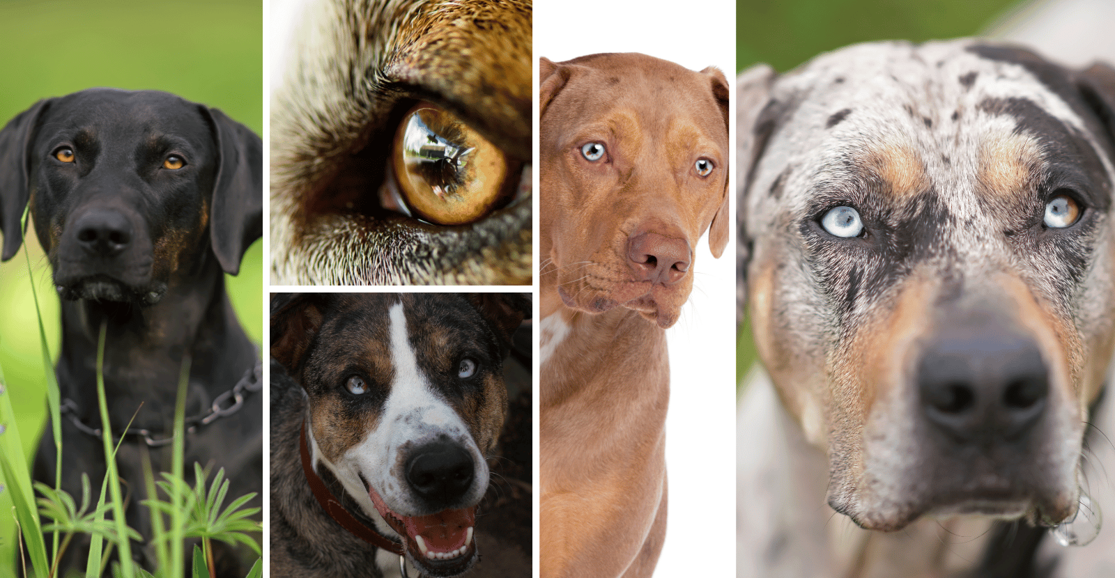 Nurturing the Beauty, Health and Splendor of Catahoula Dogs