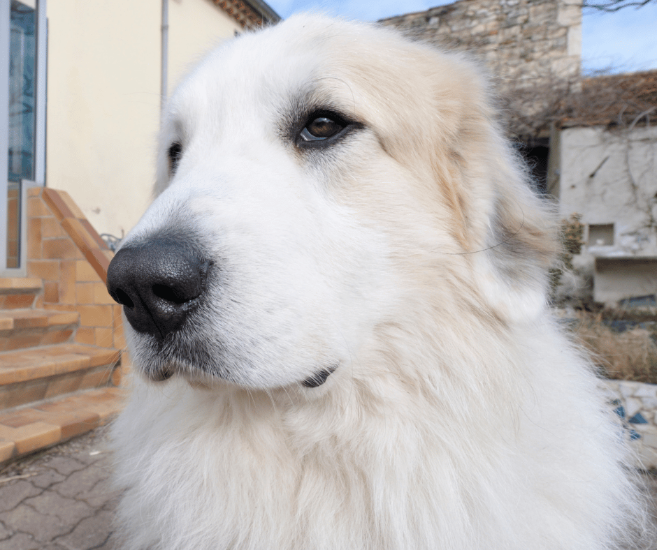 Great Pyrenees: Big Dogs, Big Hearts, Big Risk