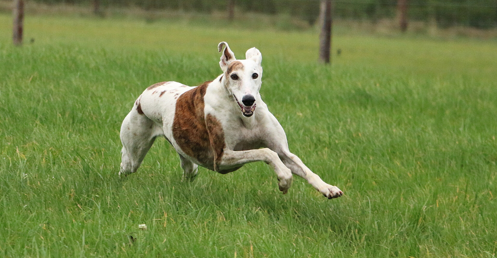 Greyhounds: Made for Speed and At Risk for Arthritis