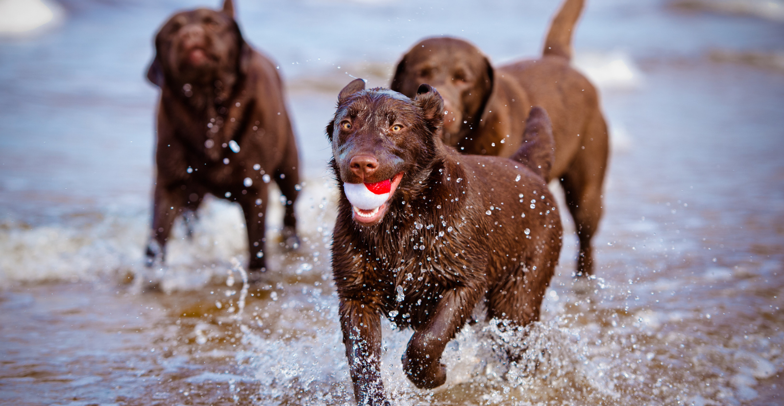Labrador Retrievers: Beautiful, Top Dogs with Big Arthritis Risk