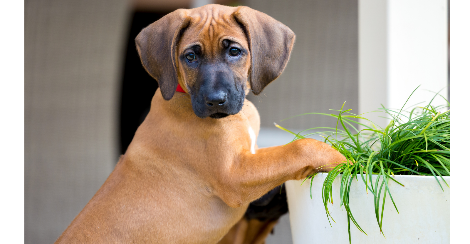 Rhodesian Ridgebacks: Regal, Athletic, Affectionate & At Risk