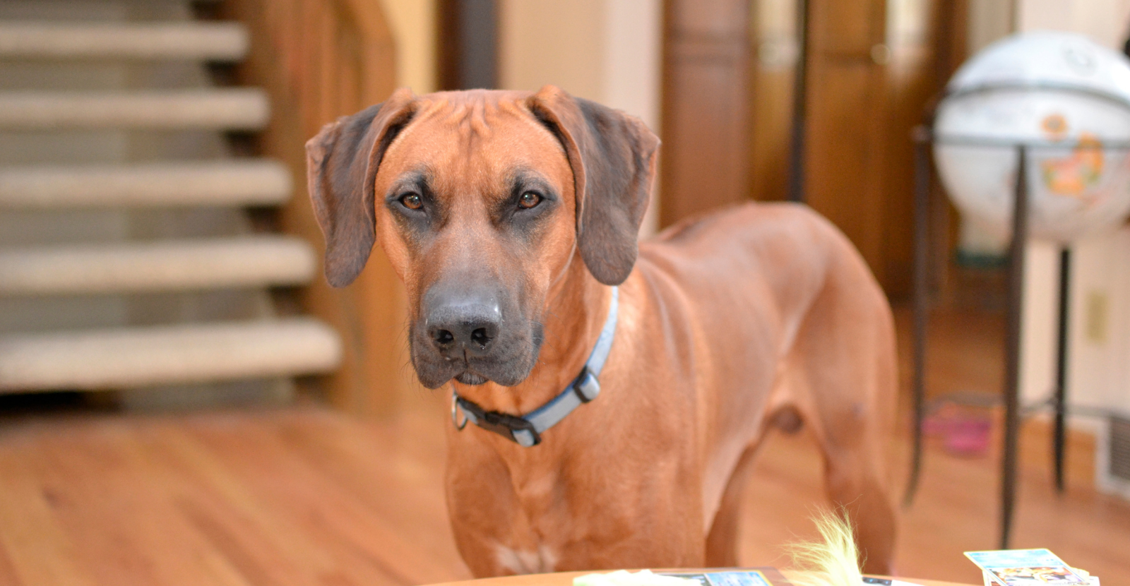 Rhodesian Ridgebacks: Regal, Athletic, Affectionate & At Risk