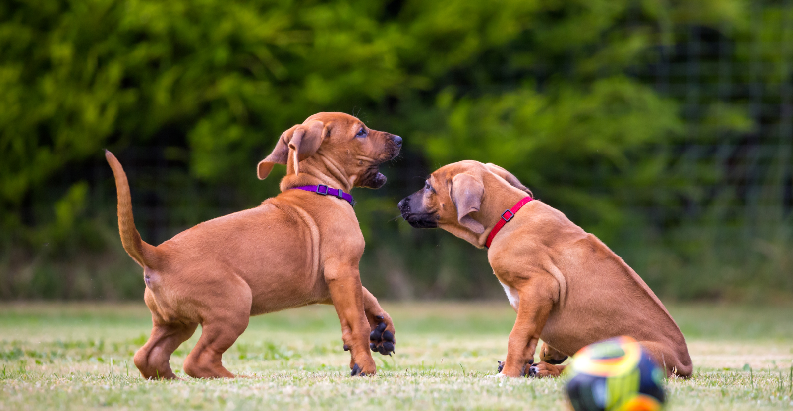 Rhodesian Ridgebacks: Regal, Athletic, Affectionate & At Risk