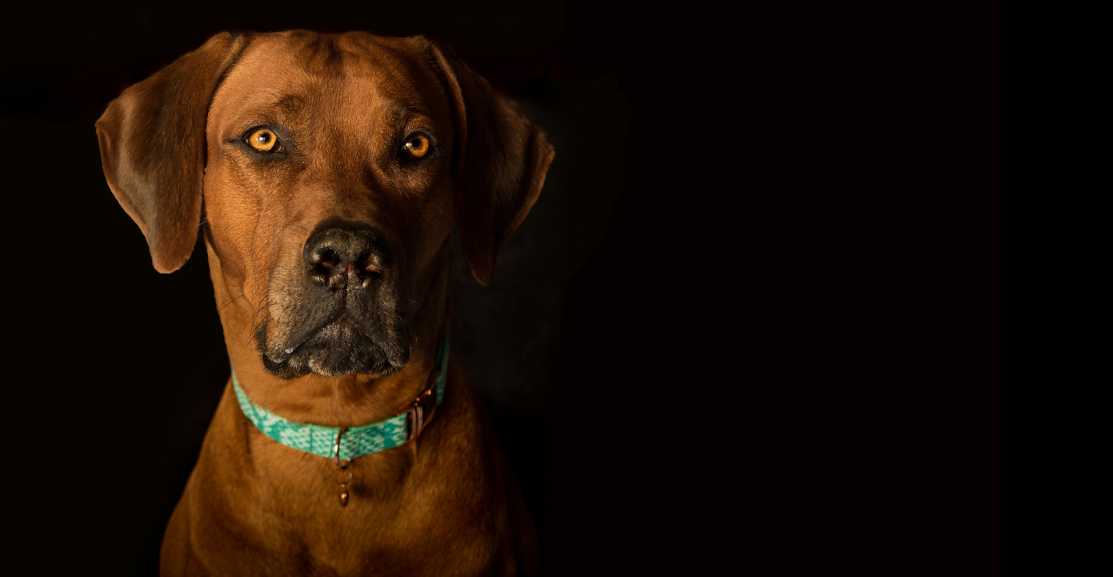 Rhodesian Ridgebacks: Regal, Athletic, Affectionate & At Risk