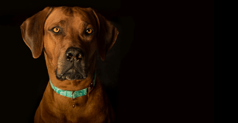 Rhodesian Ridgebacks: Regal, Athletic, Affectionate & At Risk