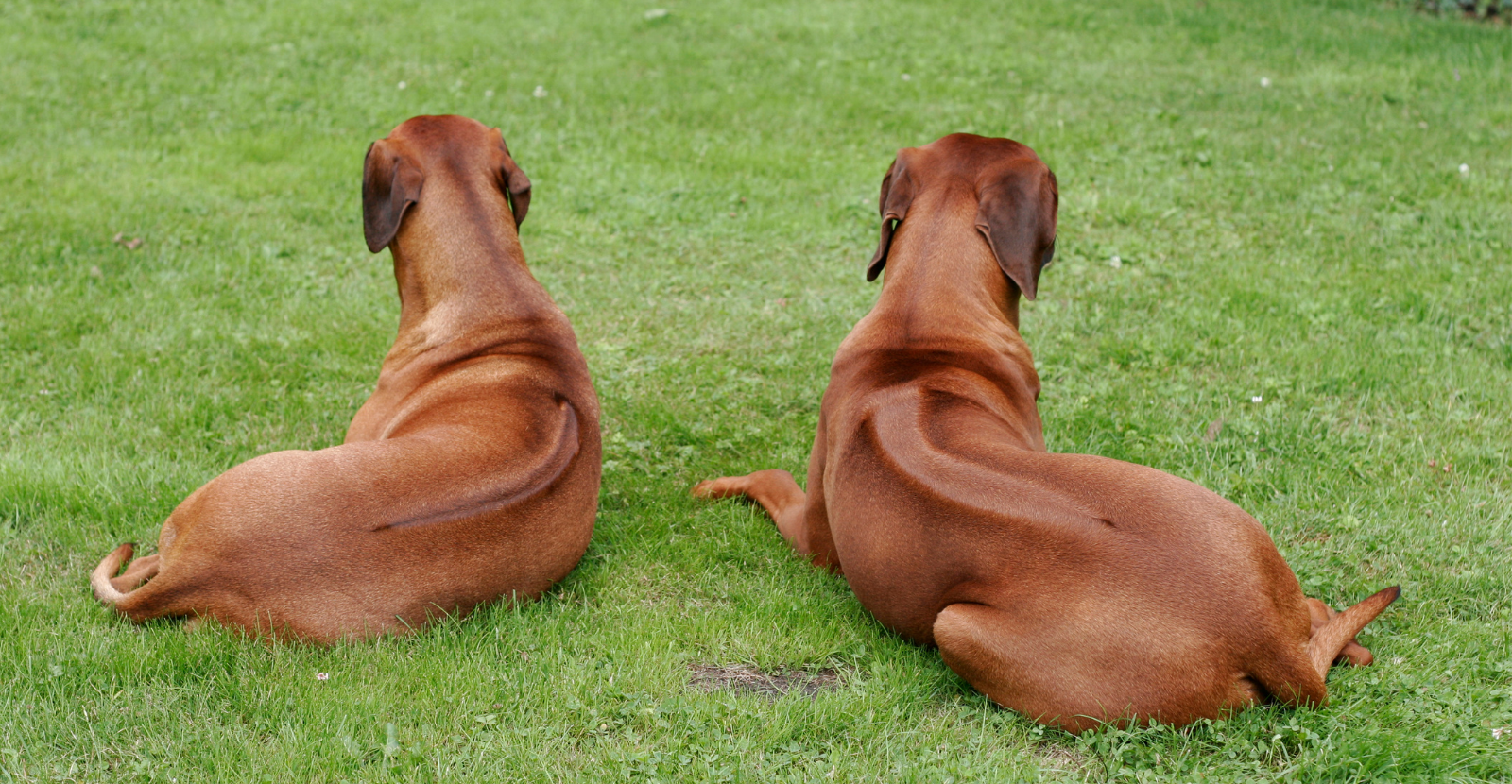 Rhodesian Ridgebacks: Regal, Athletic, Affectionate & At Risk