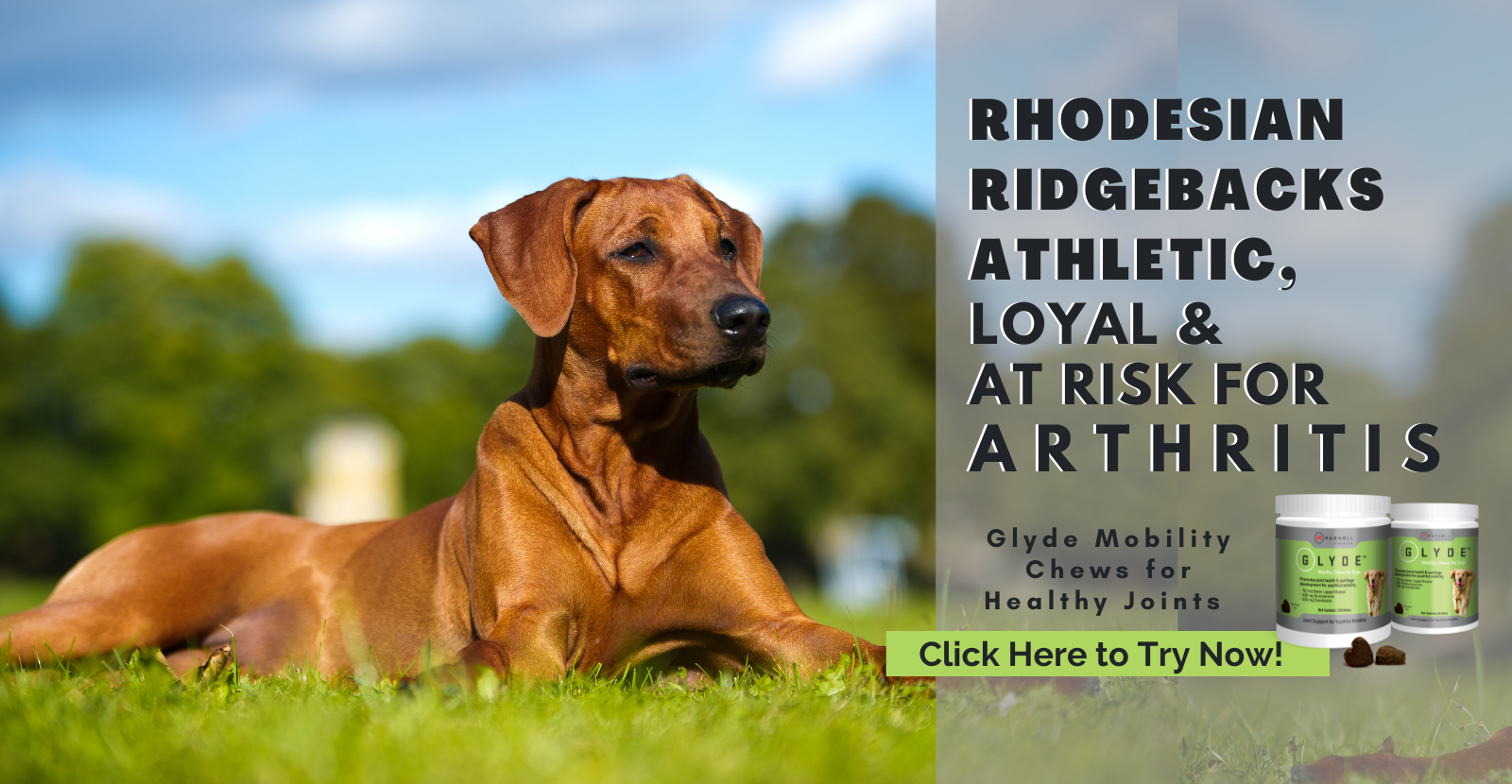 Rhodesian Ridgebacks: Regal, Athletic, Affectionate & At Risk